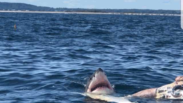 Harbormaster's video shows shark feasting on dead whale