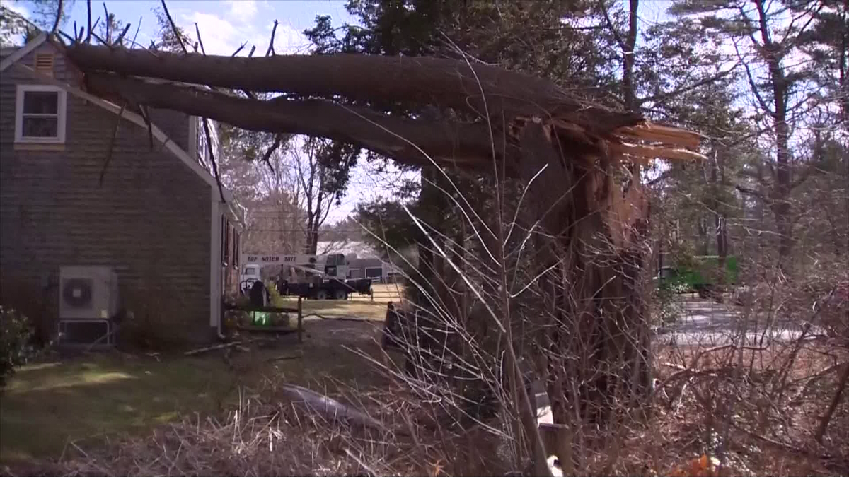 Gusty winds snapping branches, taking down trees