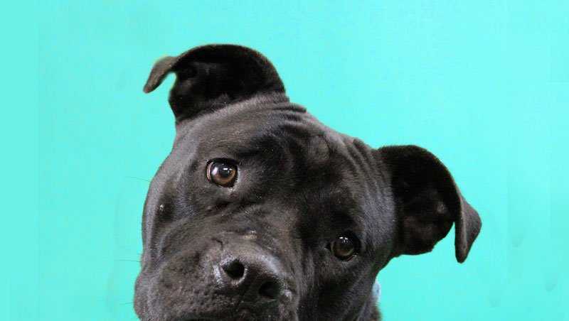 LAST CALL: Sunday is last day of adoption special at Kentucky Humane ...
