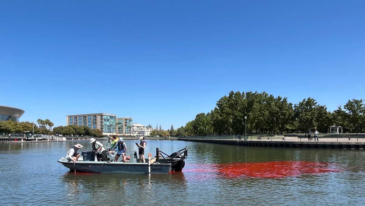 Stockton Waterfront's McLeod Lake may change color. Here's why