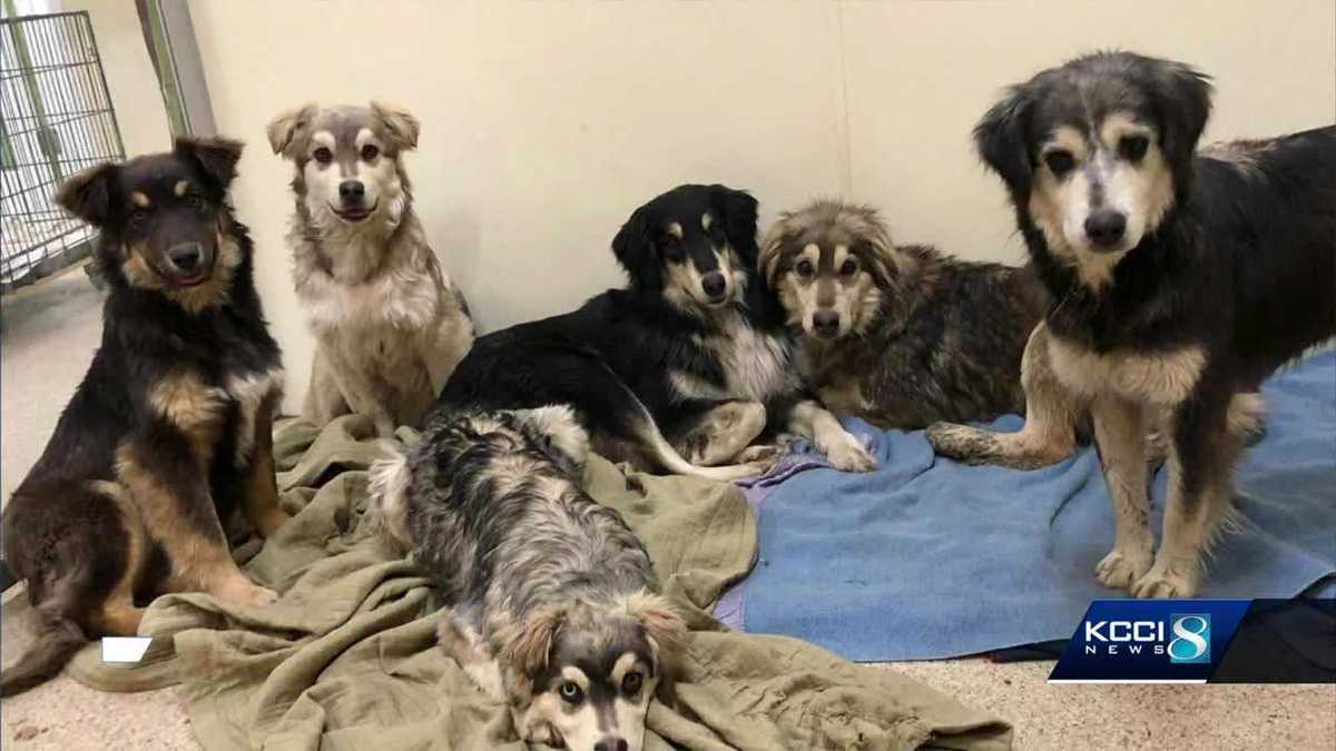 Dozens of 'flood dogs' recover at central Iowa pet rescue