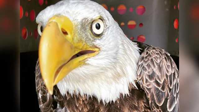 Locals, police rescue eagle tangled in fishing line