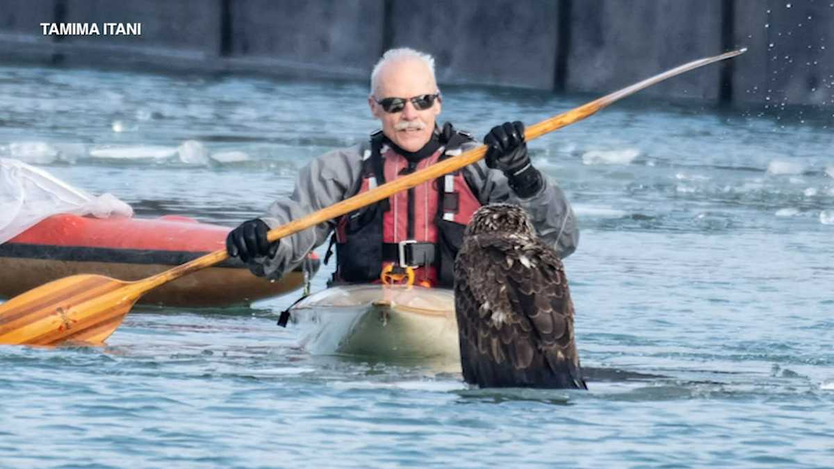 WATCH: Kayaker uses white water rafting technique to save bald eagle ...