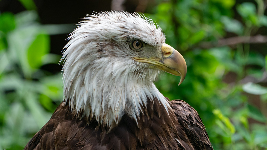 National Save the Eagles Day: There's now over 800 eagle nests in Ohio