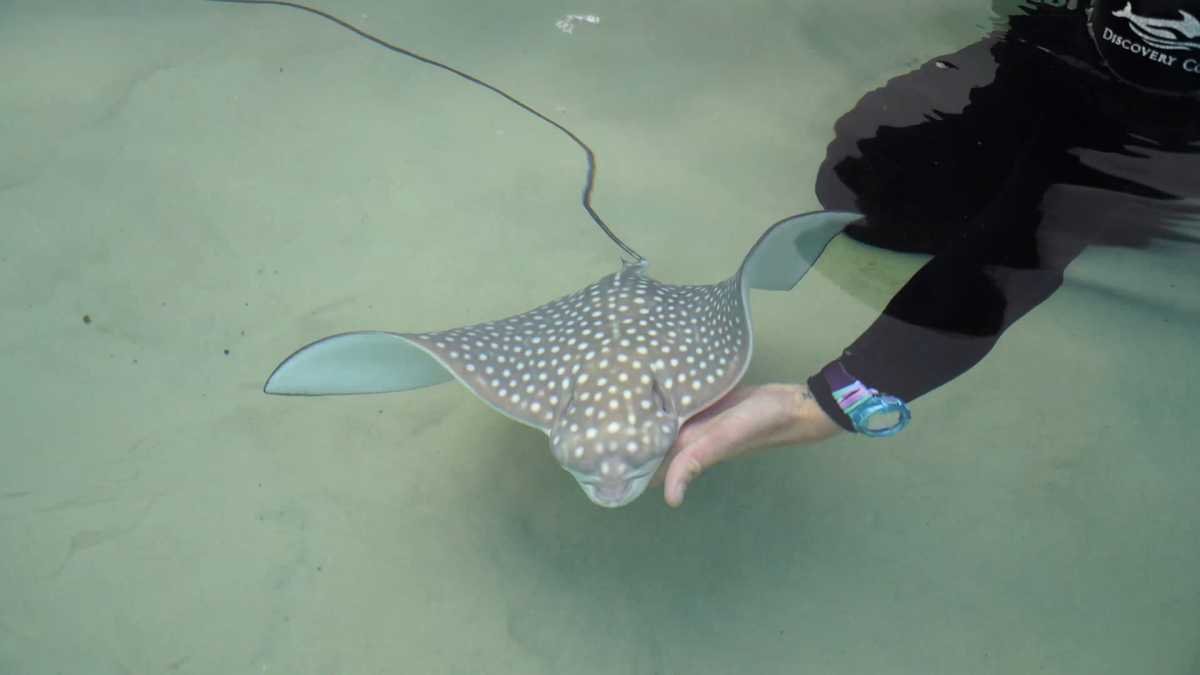 Discovery Cove welcomes birth of spotted eagle ray pups