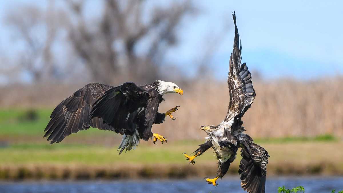 Eagles photographed fighting over fresh kill at Sacramento Wildlife Refuge