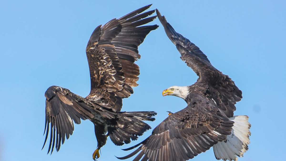 Eagles photographed fighting over fresh kill at Sacramento Wildlife Refuge