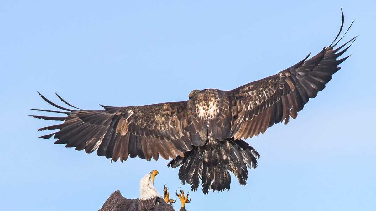 Eagles photographed fighting over fresh kill at Sacramento Wildlife Refuge