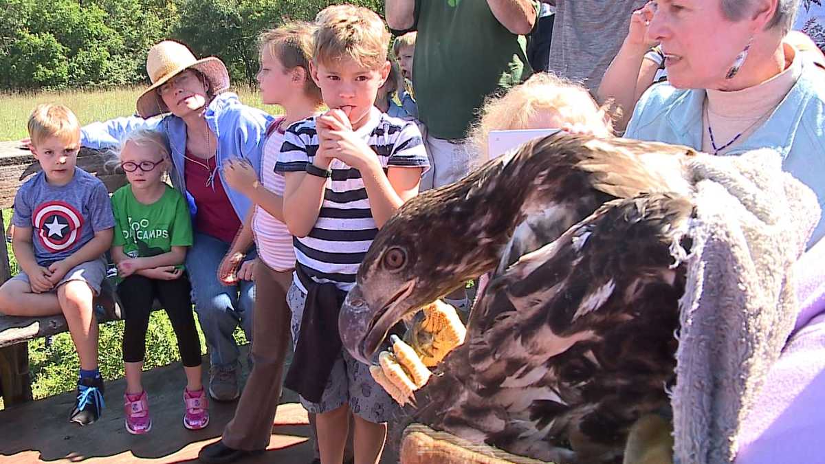 Injured bald eagle released back into wild