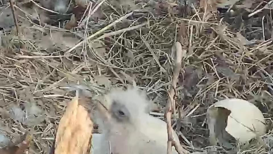 The Eagle has landed! New bald eagle born in Pittsburgh