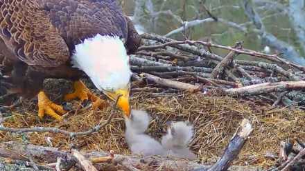 2 bald eaglets hatch at Little Miami Conservancy