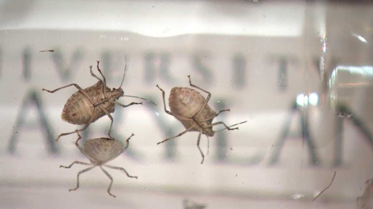 Spring-like temperatures have bugs emerging early