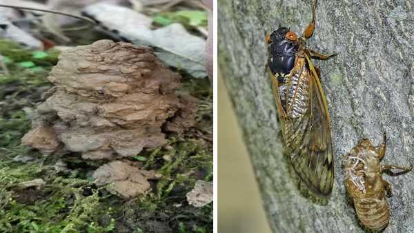 Early signs of Brood X cicadas in Cincinnati: Here's what to look for