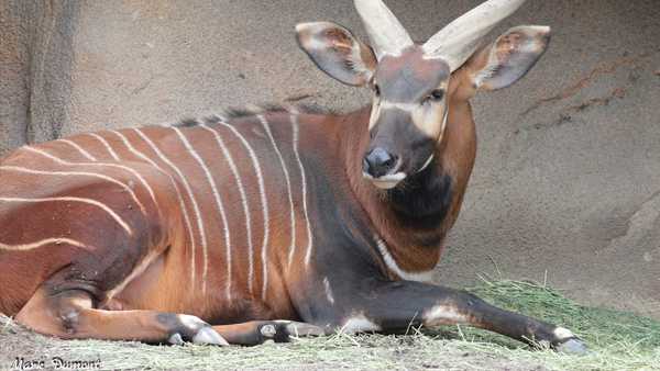 Cincinnati's critically endangered eastern bongo is pregnant