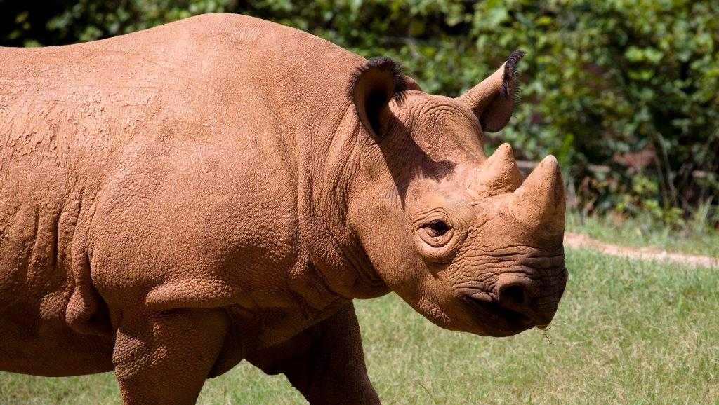 Endangered rhinoceros to leave Zoo Atlanta