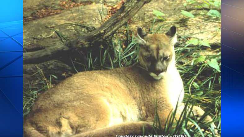 Eastern cougar declared extinct, removed from protected species list