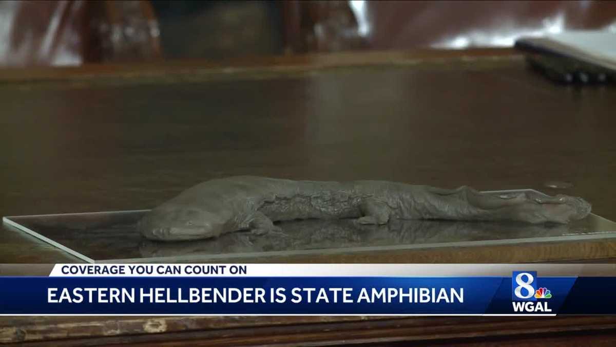 Eastern hellbender now Pennsylvania's official state amphibian