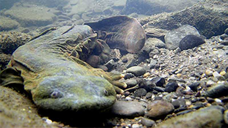 EASTERN HELLBENDER: The 'snot otter' has been named Pennsylvania's ...