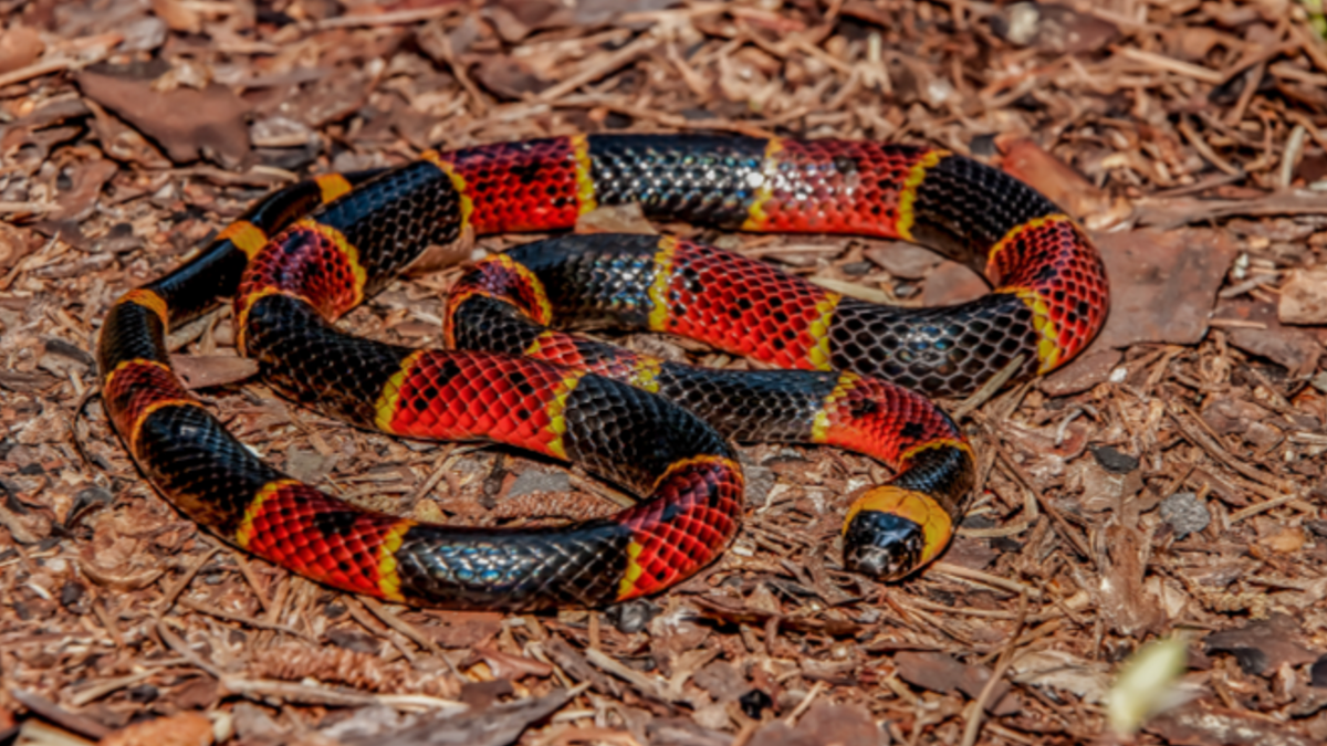 Venomous snakes in North Carolina: Can you name all 6 of them?