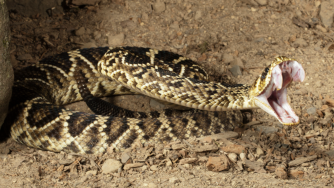 Venomous snakes in North Carolina: Can you name all 6 of them?