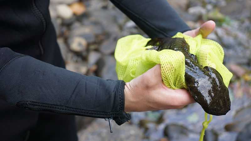 Eastern hellbender voted Pennsylvania's official amphibian