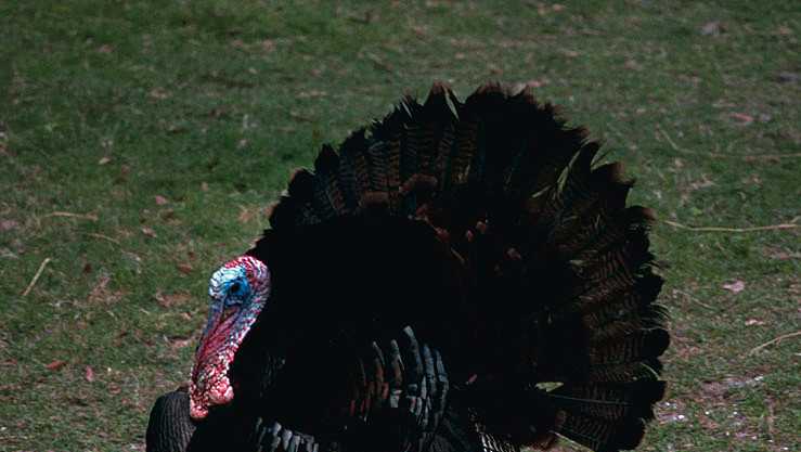 Maine to open spring turkey hunting season early