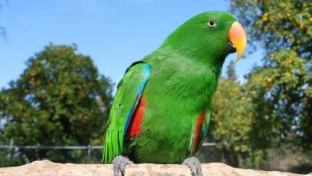 Man awarded thousands in dying parrot lawsuit