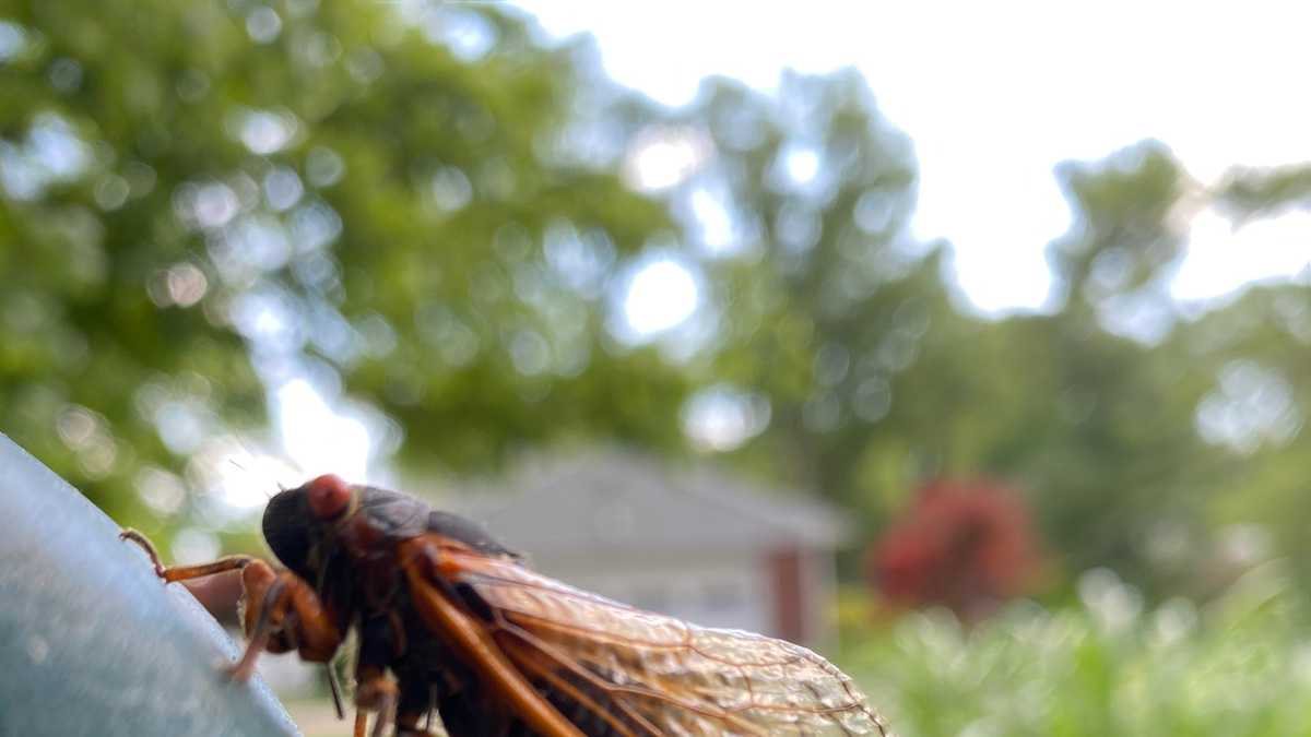Photos: See the Brood X Cicadas emerging in Maryland