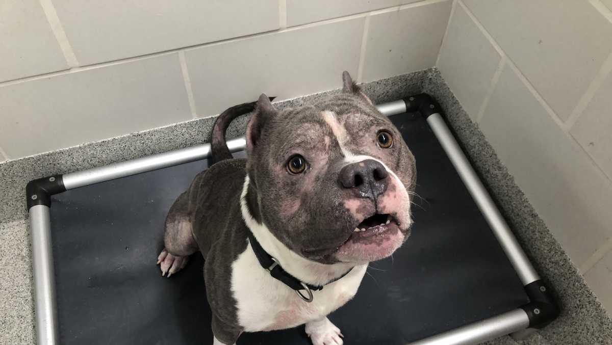 Meet the Nebraska Humane Society's pet of the week