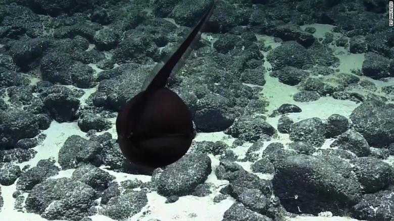 This shape-shifting eel will blow your mind