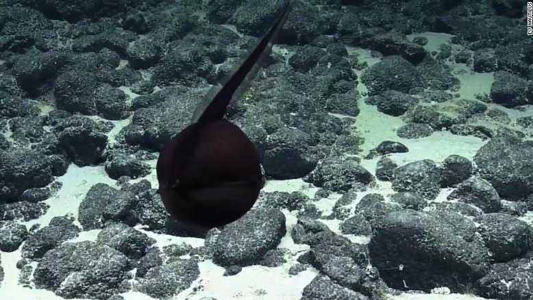 This shape-shifting eel will blow your mind