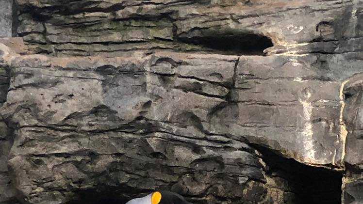 Baby on the way? Cincinnati Zoo penguins incubating egg