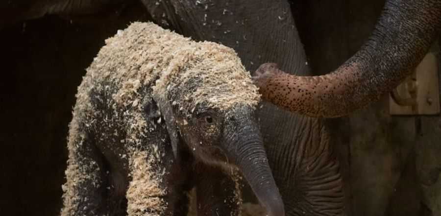 Baby elephant born at Ohio zoo