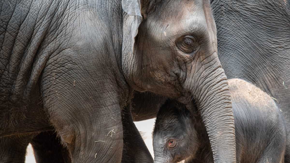 OKC Zoo announces birth of female elephant calf
