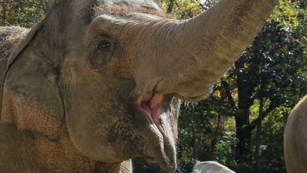 Cincinnati Zoo's elephant Schottzie celebrates 47th birthday