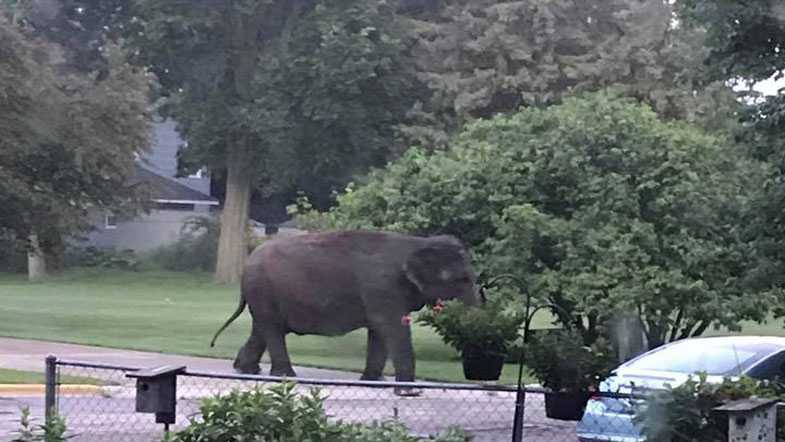 8,000-pound elephant makes 'slow-speed' escape from Circus World