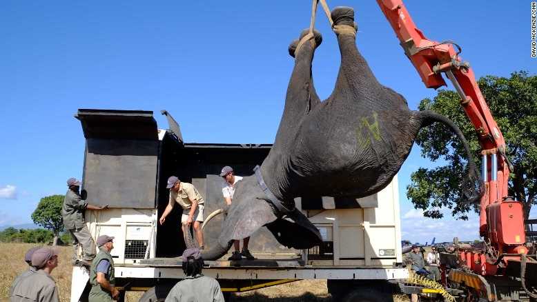 Hundreds of elephants relocated
