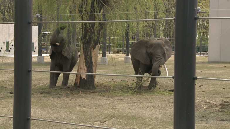 As other zoos phase out elephant exhibits, Milwaukee County bets future ...