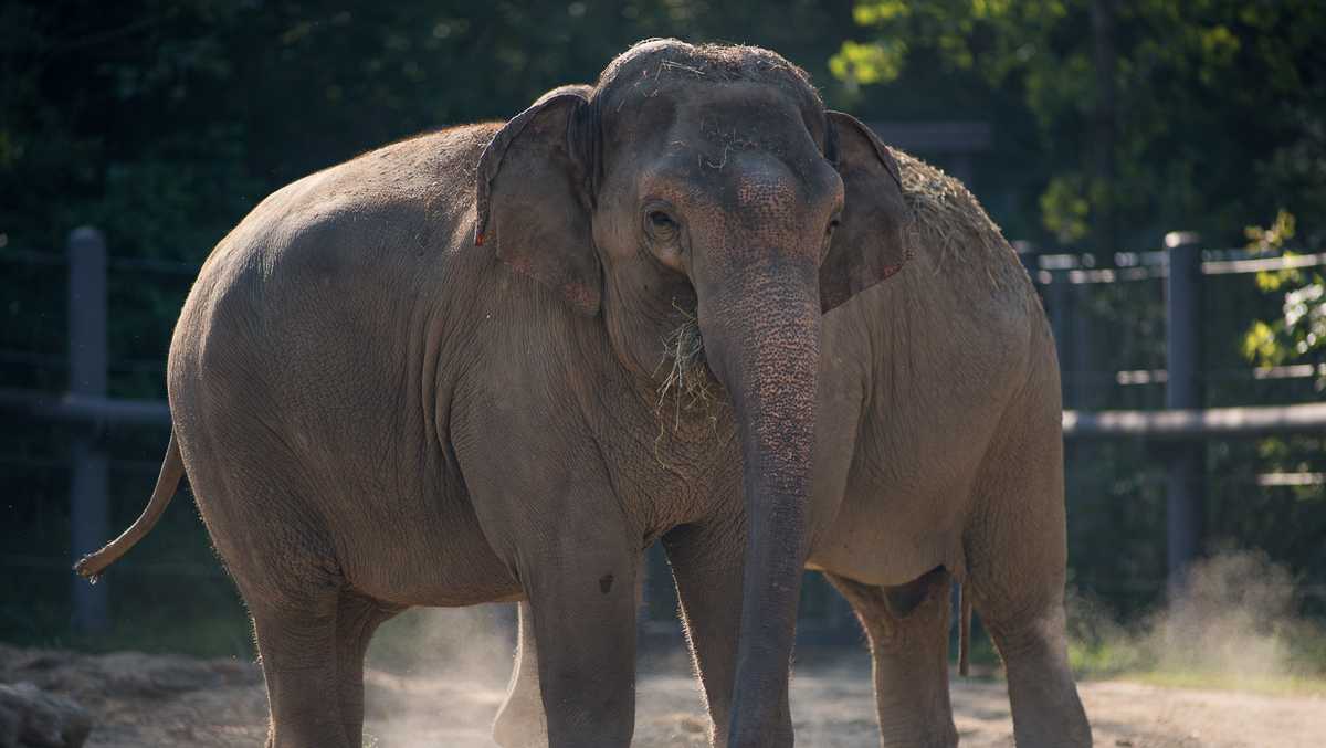 Give an elephant a bath in up-close experience at Ohio zoo