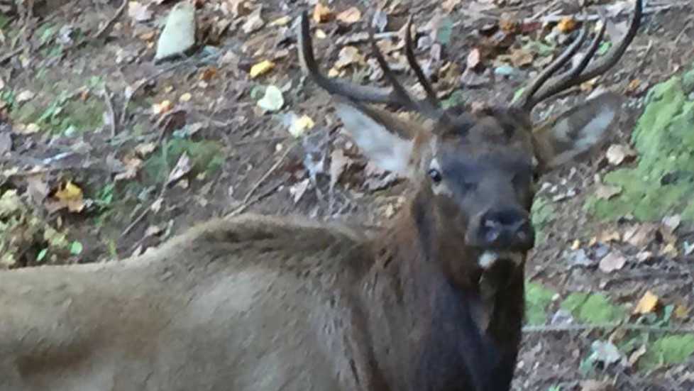 First elk sighting in SC in nearly 300 years, biologists say