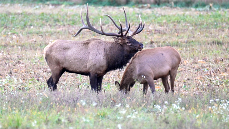DNR announces changes to elk hunting season