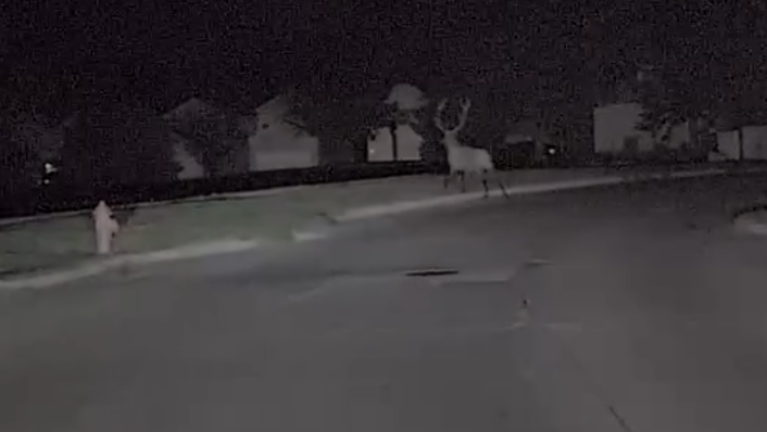 Iowa elk sighting: Johnson County Sheriff's deputy spots elk running ...