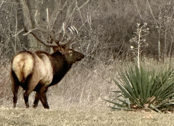 Elk sighting in Iowa: See photos of bull elk in Madison County