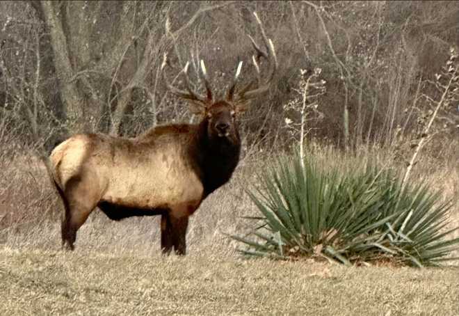 Elk sighting in Iowa: See photos of bull elk in Madison County