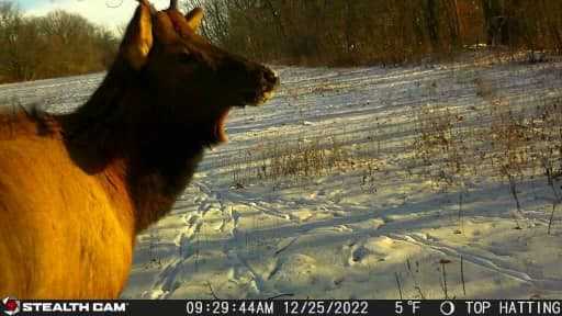 DNR getting weekly reports of wild elk in Iowa