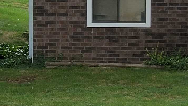 Photos: Everything the red fox has been doing in the metro