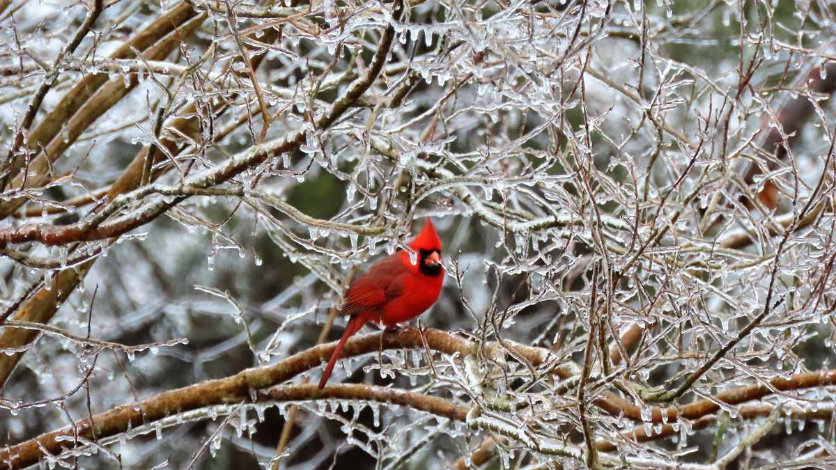 Gallery: A look across the Piedmont Triad during icy weather