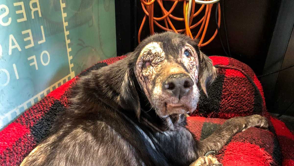 Dog brought to ARL covered in 'masses and masses of fleas'
