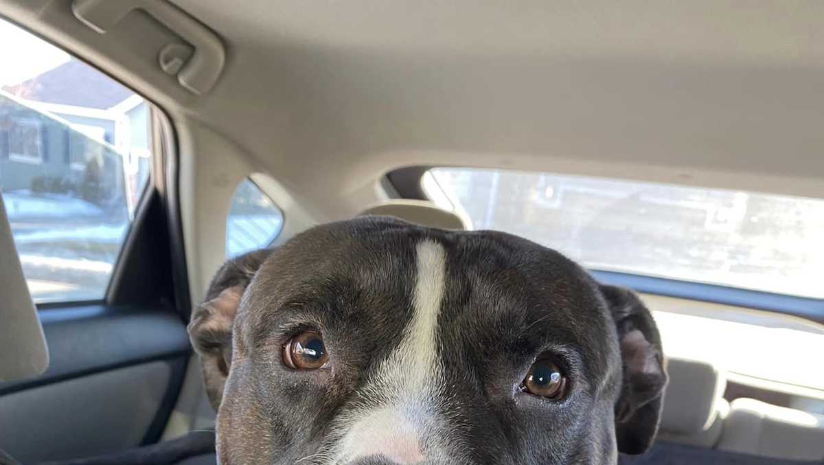 Meet the Nebraska Humane Society's pet of the week