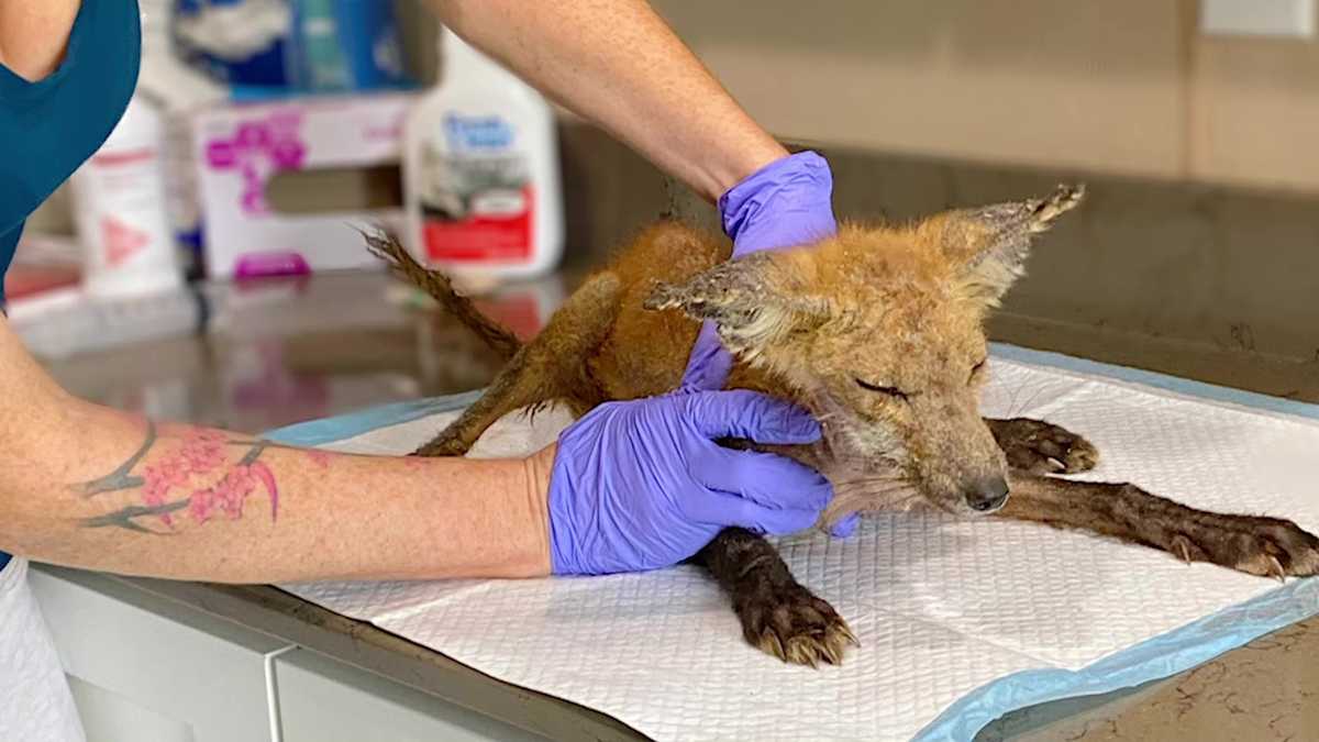 Chelmsford woman helps nurse fox back to health, pushing for rat poison ...